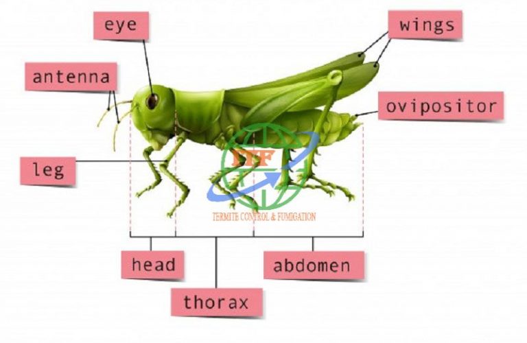 Côn trùng là gì? Phân loại các loài côn trùng